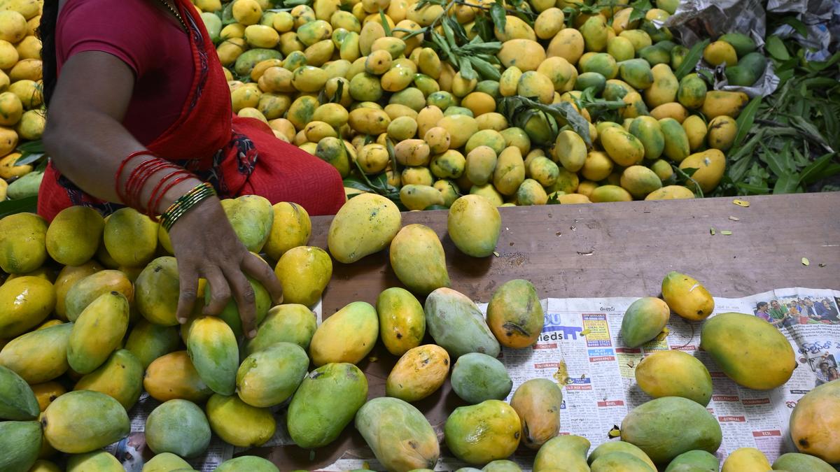 A tale of sweet and tangy mangoes in Hyderabad – CONVEN.ORG | HOME