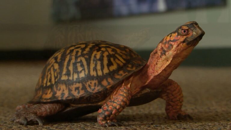 Local turtles need a brake this World Turtle Day – CONVEN.ORG | HOME