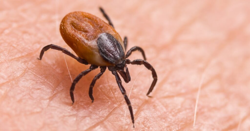 How to protect yourself from ticks year-round – CONVEN.ORG | HOME