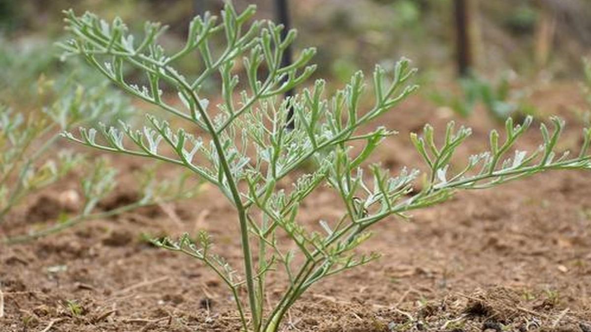The story of how heeng came to be successfully cultivated in India ...