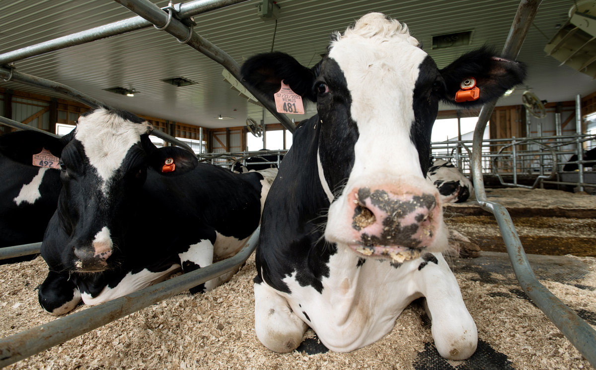 UMaine’s new robotic milker shows the future of the state’s dairy ...