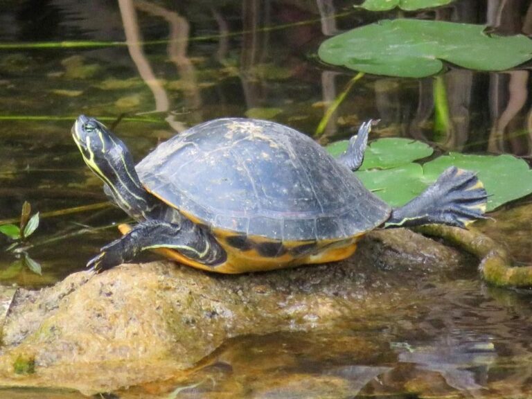 What Is Splooting? Understanding This Cute Animal Behavior – CONVEN.ORG ...