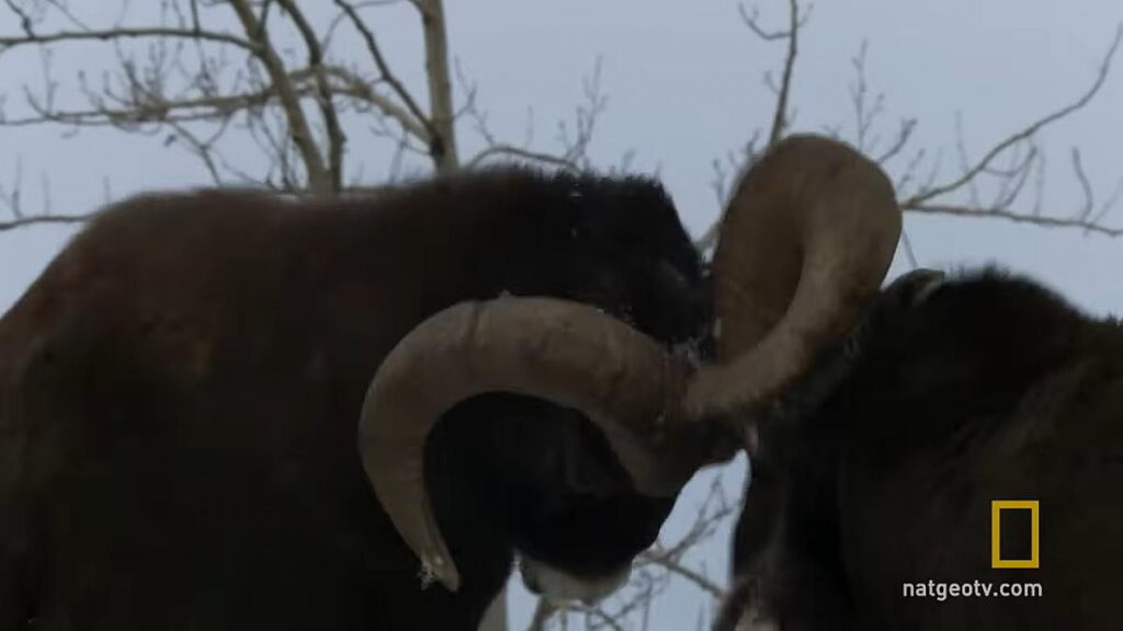 What To Expect At The Wyoming Wild Sheep Foundation Convention – CONVEN ...