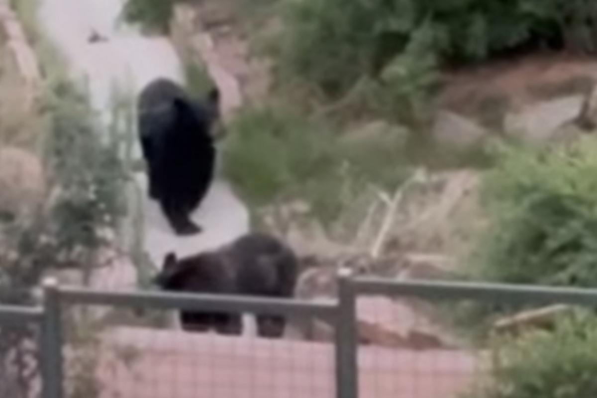 Black Bear Roams Red Rocks Entry, Shocks Concertgoers – CONVEN.ORG | HOME