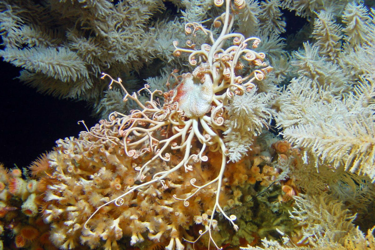 First-ever assessment highlights threats to Atlantic cold-water corals ...