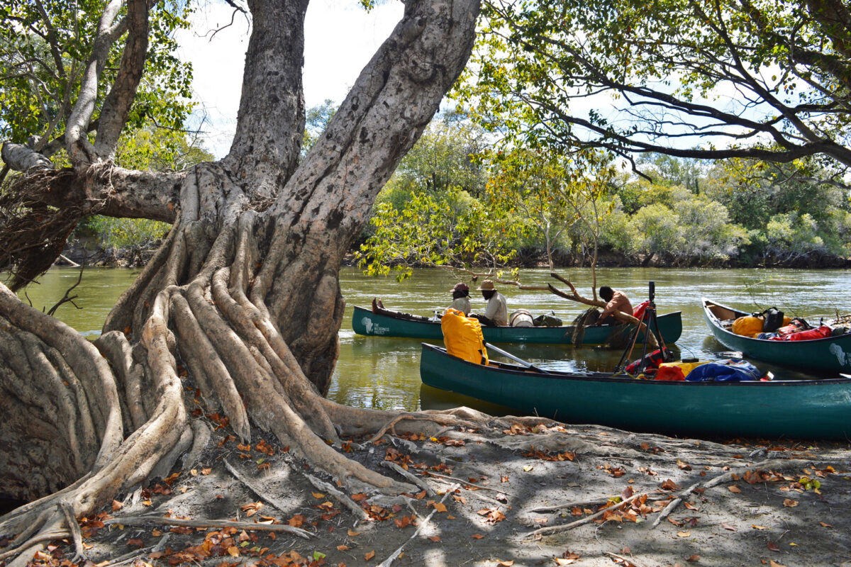 The overlooked tree shaping Zambia’s rivers – CONVEN.ORG | HOME