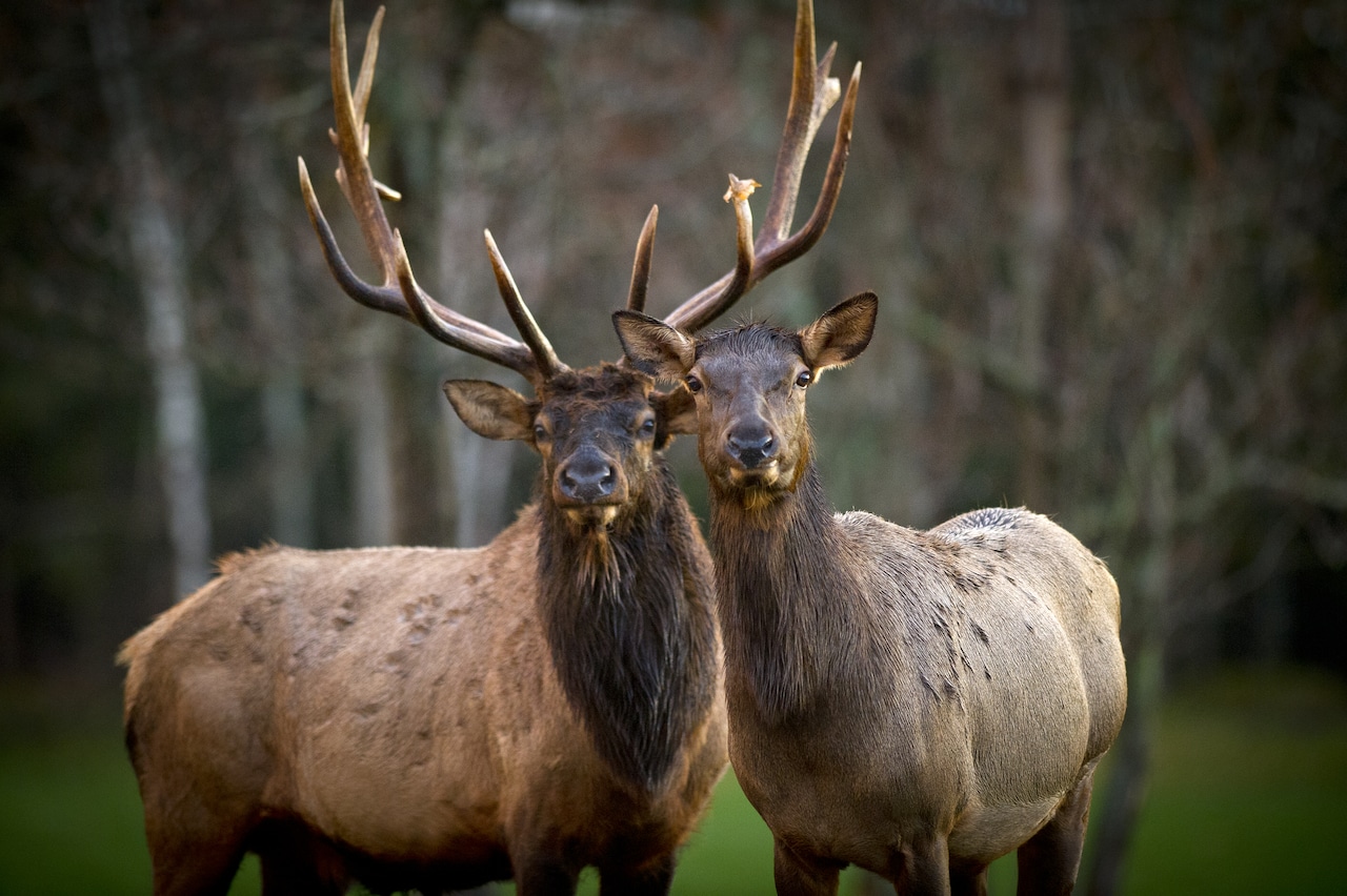 200 cameras set up to monitor Michigan’s elusive elk population – CONVEN.ORG | HOME