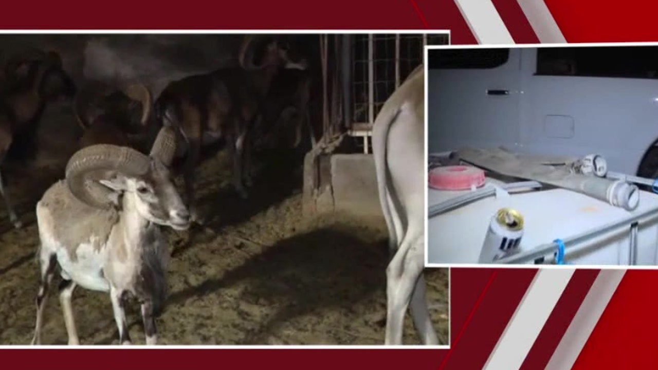 Man arrested in Rio Verde exotic animal raid speaks out – CONVEN.ORG | HOME