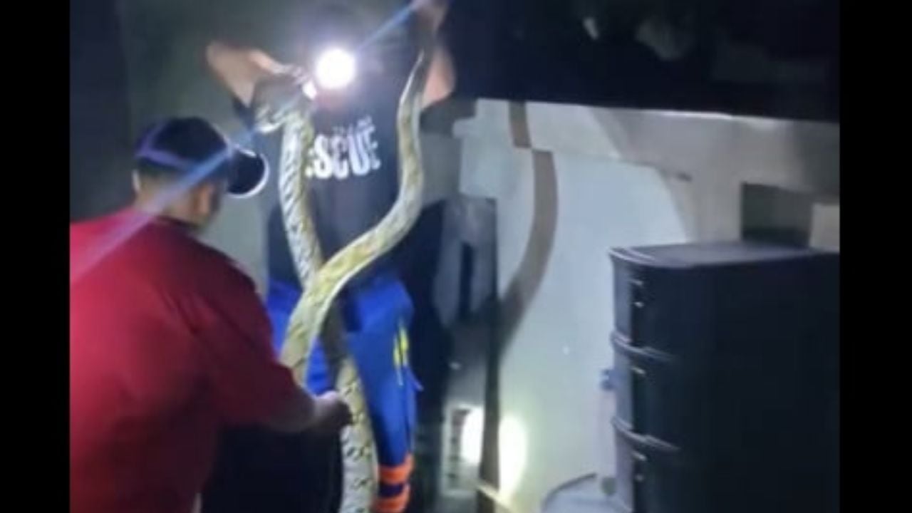 Giant python captured in Phuket garden by British volunteer – CONVEN.ORG | HOME