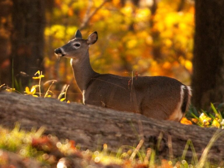 New Mexico Department of Game and Fish to sell nearly 500 leftover deer ...