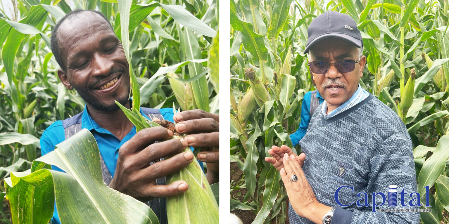 A battle between progress and policy: How TELA Maize faces delays after ...