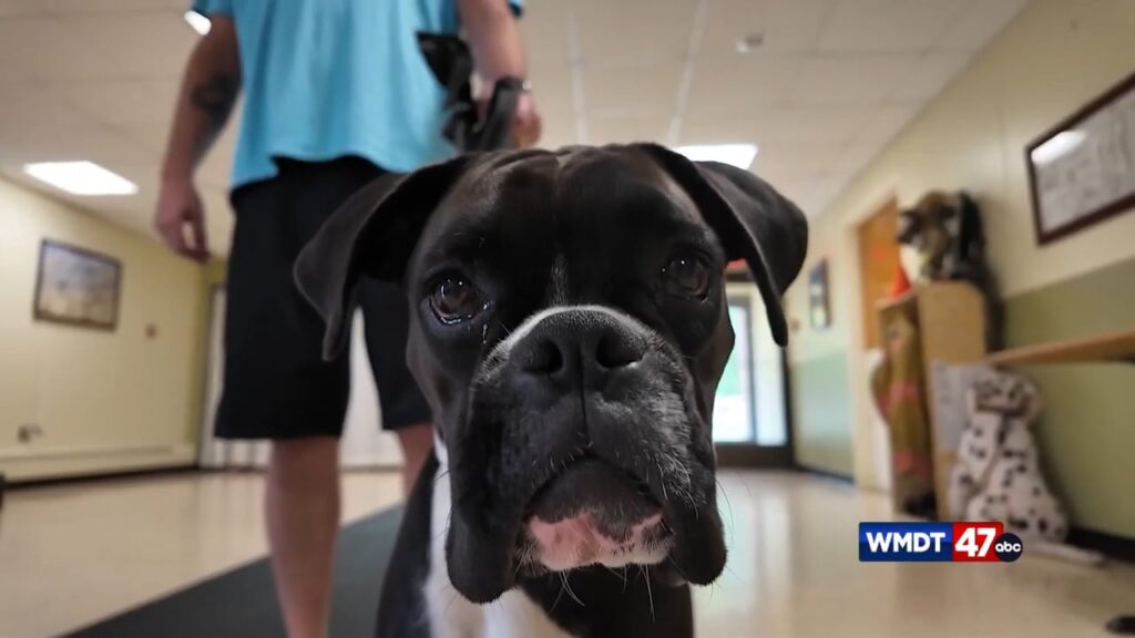 A helping paw for veterans and first responders – CONVEN.ORG | HOME