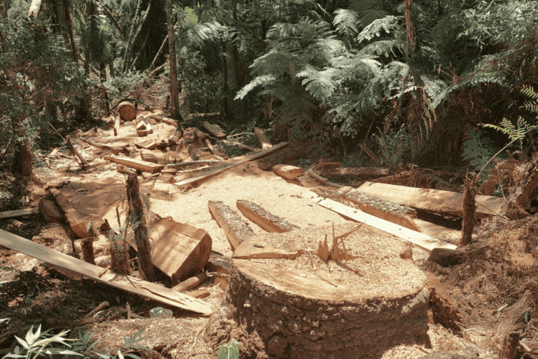 Brazilian police arrest Indigenous chief accused of logging endangered ...