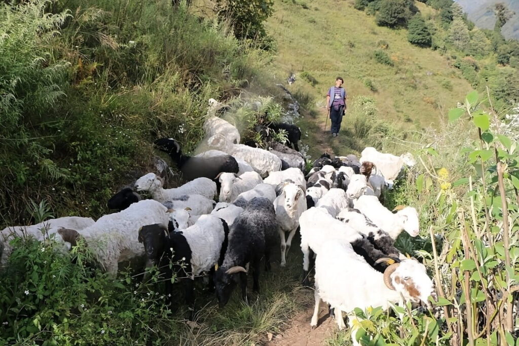The Indigenous tradition sustaining Nepal’s alpine pastures amid ...