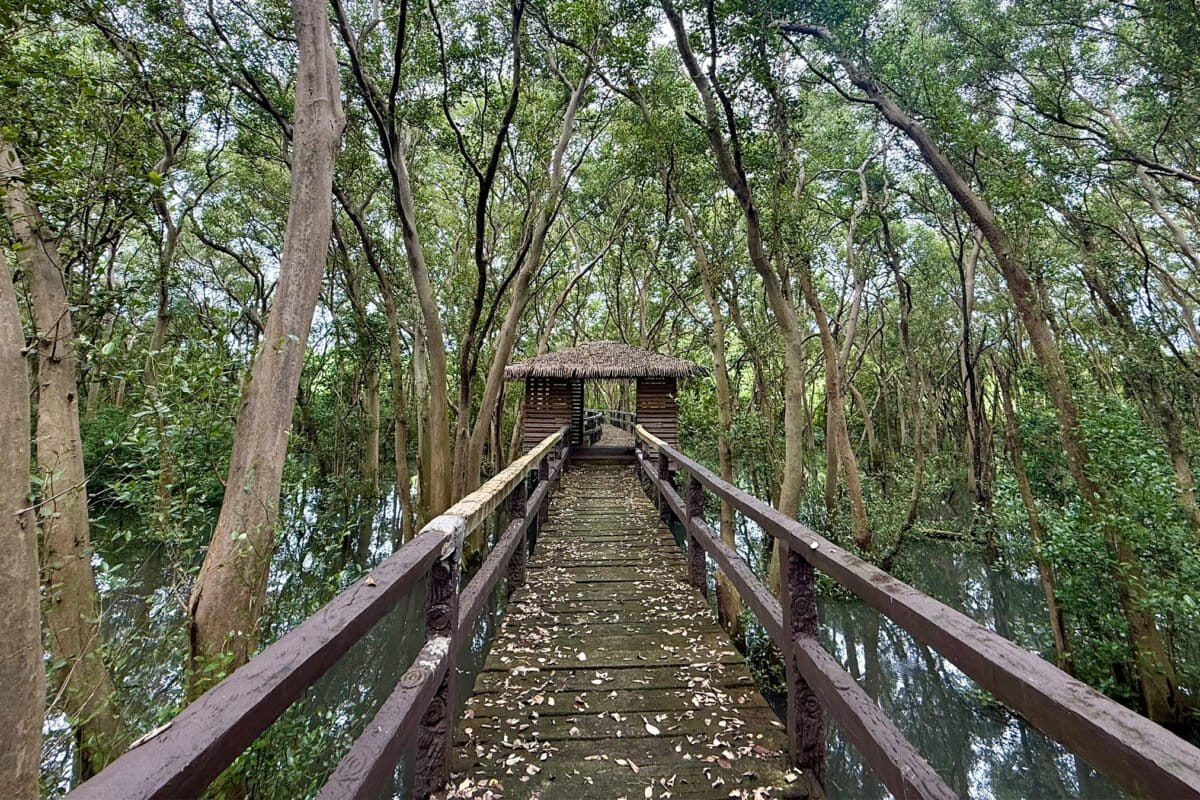 A protected mangrove forest stands strong as Metro Manila’s last ...