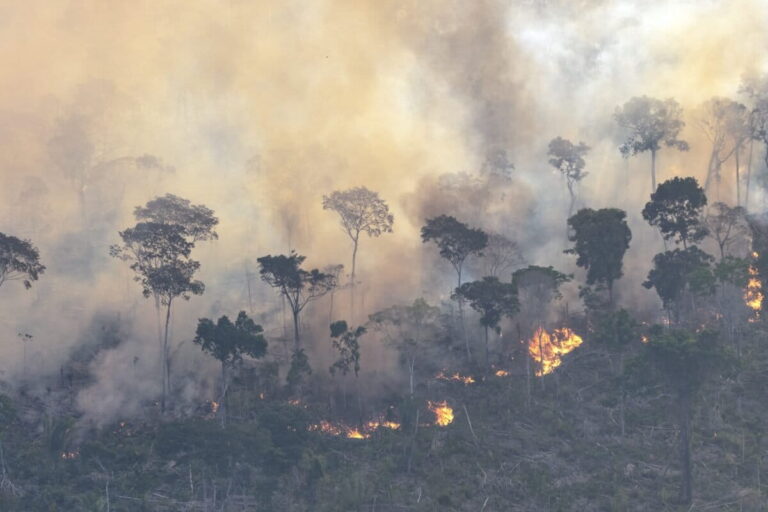 Amazon Rainforest hits record carbon emissions from 2024 forest fires ...