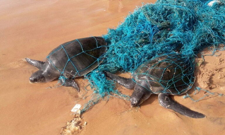 Ghost nets entangling turtles, marine life in Sri Lanka’s waters ...