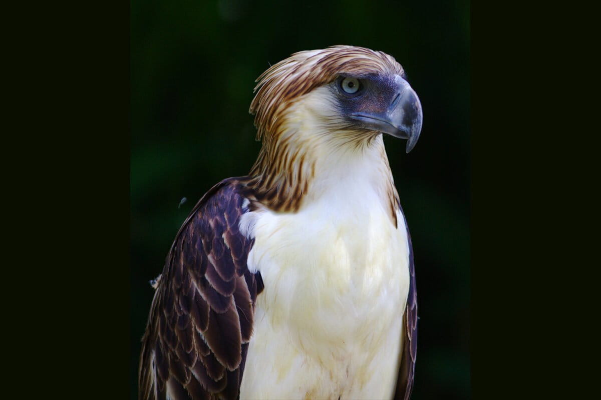 Study warns up to a quarter of Philippine vertebrates risk extinction ...