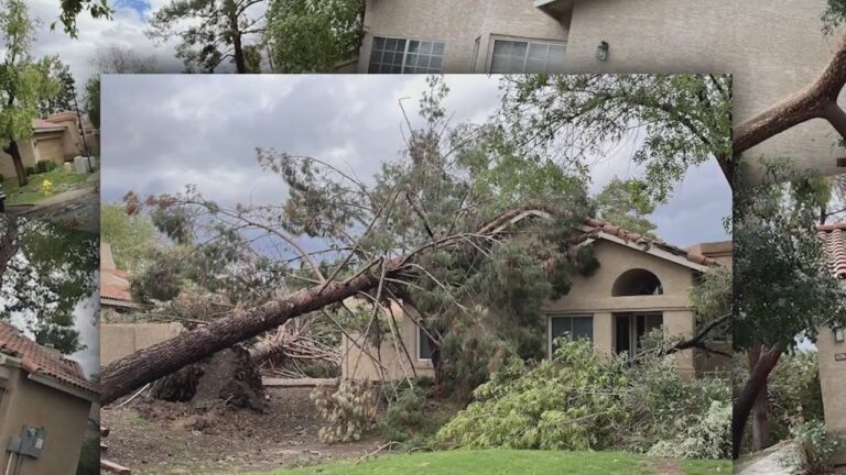 Tempe microburst leaves trail of devastation, hundreds of trees lost ...