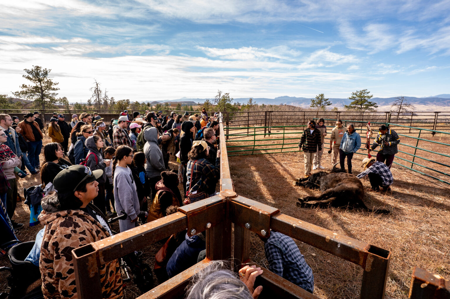 A ceremonial buffalo hunt helps Denver’s Indigenous residents connect with their heritage ...