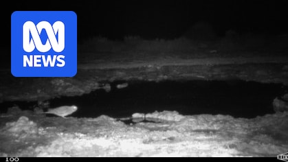 Critically endangered night parrot captured by Martu rangers in east ...