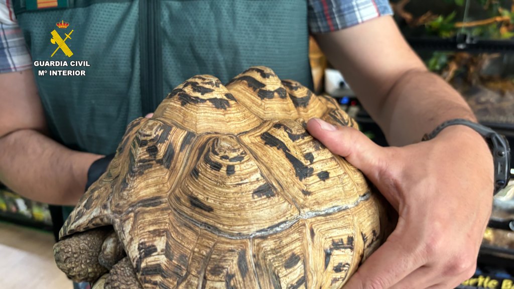 Four people under investigation as Guardia Civil rescue nearly 500 ...