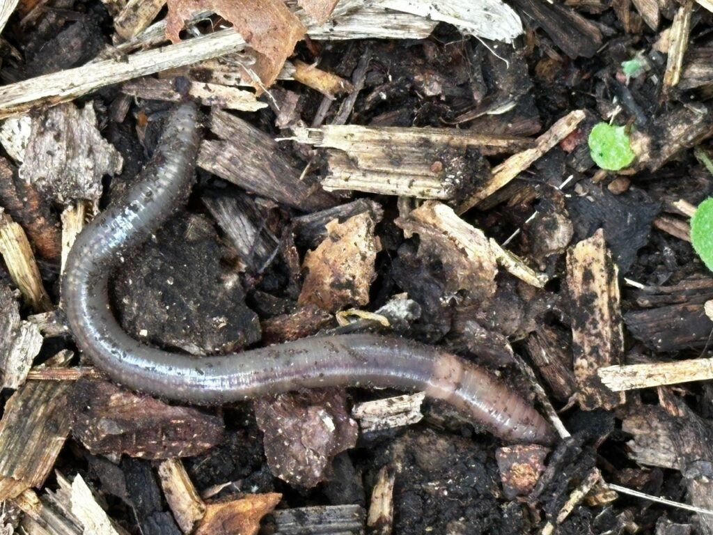 Invasive jumping worms pose growing threat to Michigan’s ecosystems ...