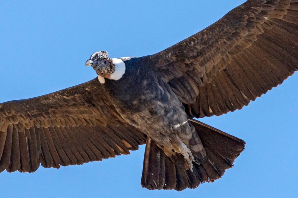 Artificial incubation gives Colombia’s threatened Andean condor a new ...