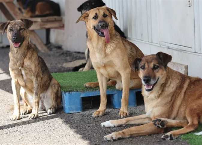 Cairo Governorate allocates land for stray dog shelter – CONVEN.ORG | HOME