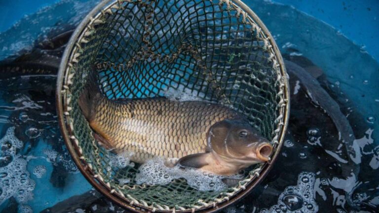 Prague pushes for humane Christmas carp practices – CONVEN.ORG | HOME