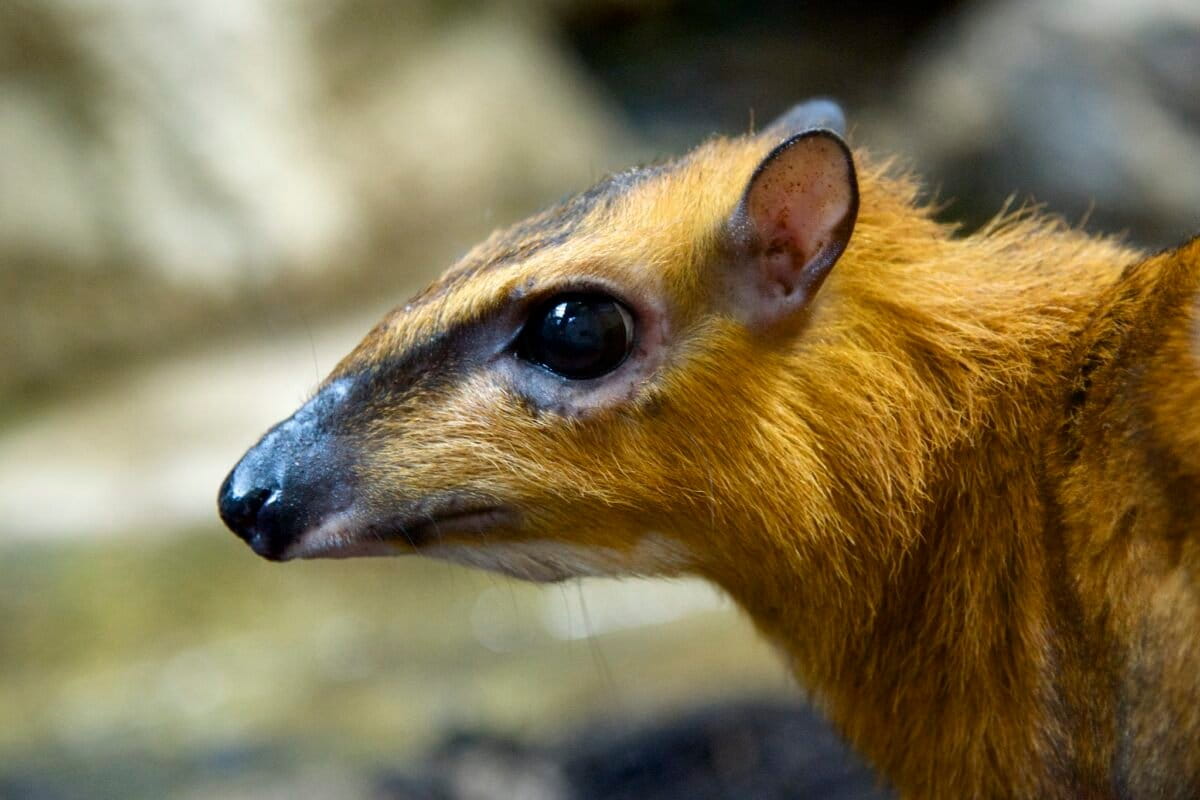 Reforestation and wild pig decline spark surge in miniature deer in ...
