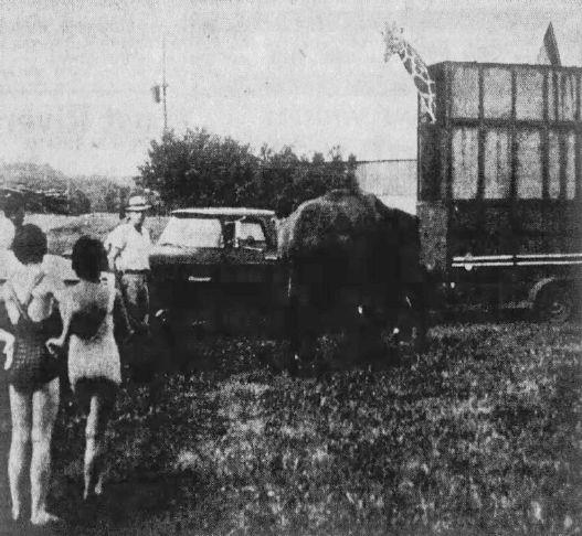 Elephant mystery leads to Bowling Green – CONVEN.ORG | HOME