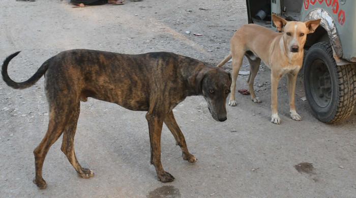 Karachi mayor pushes for culling over neutering to curb rising dog bite ...