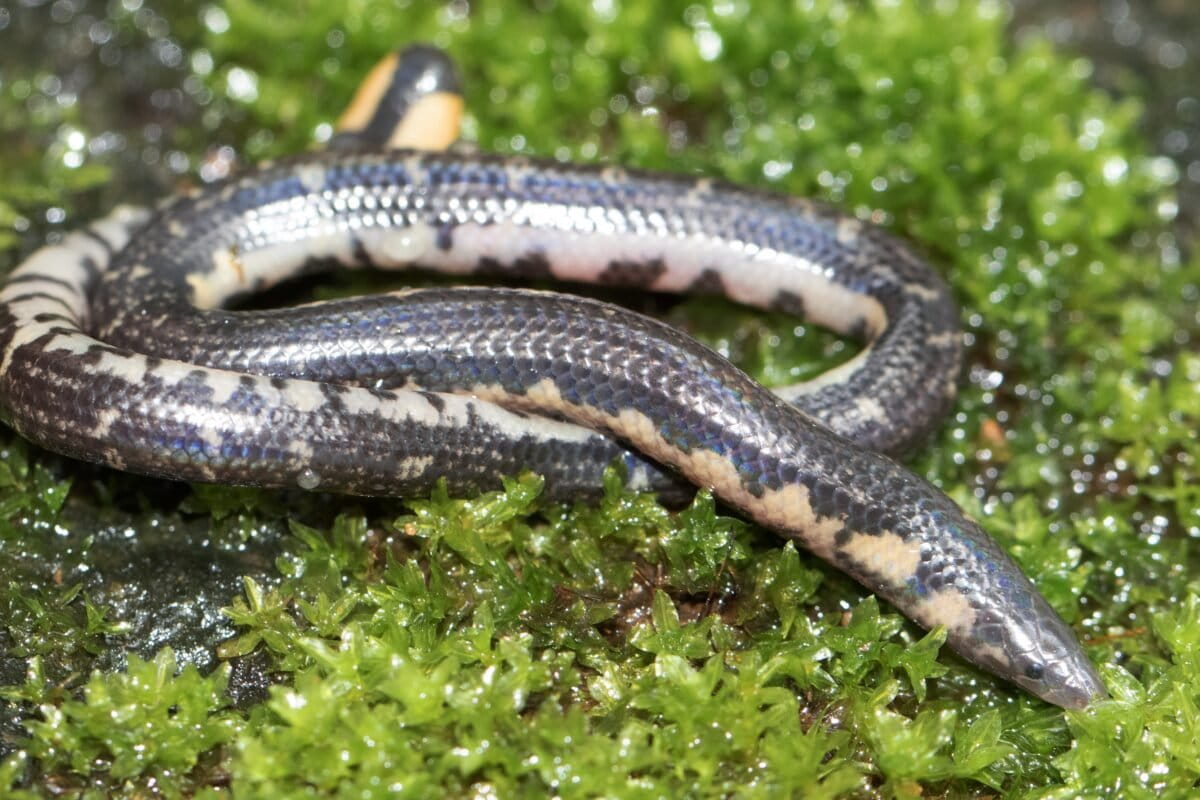 New species of burrowing snake described from coffee farm in India ...