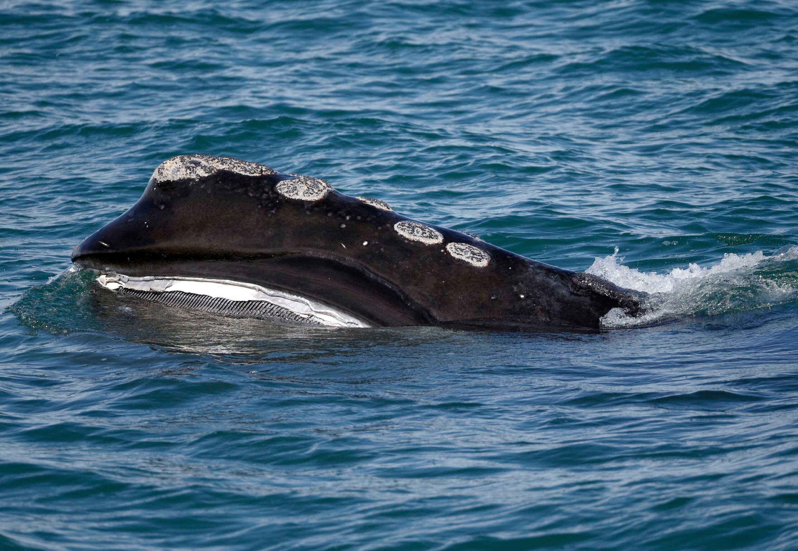 North Atlantic right whale birth rate is up but extinction still looms ...