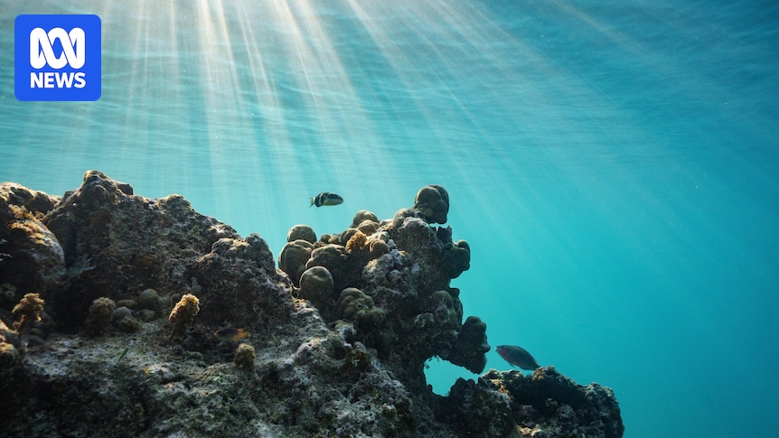 World’s first legally binding treaty to protect oceans and marine life ...