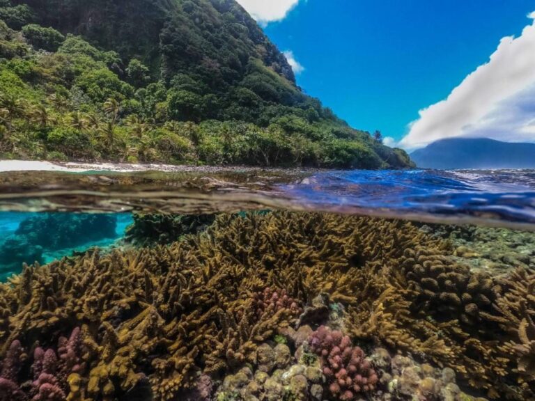 $4.6M coral reef restoration project in American Samoa to begin in ...